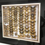 Specimen drawers through an artist's lens | Museum of Biological Diversity