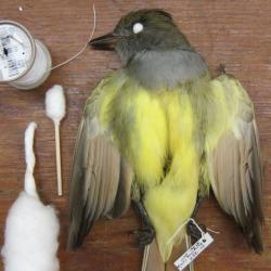 Bird Study Skin Preparation | Museum of Biological Diversity
