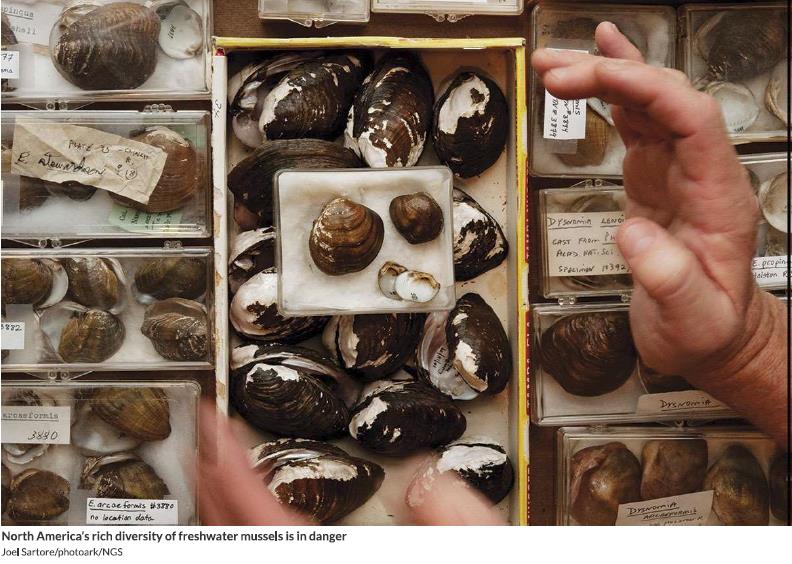 Mussel research facility featured in New Scientist Magazine | Museum of ...
