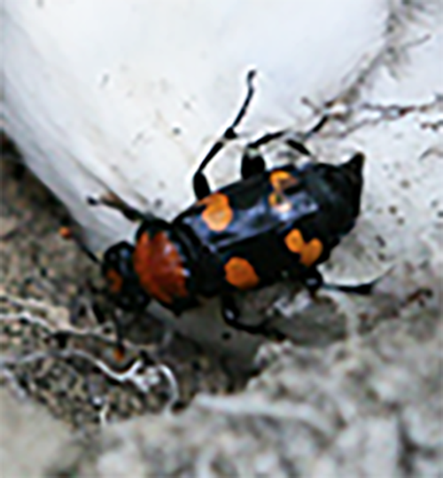American Burying Beetle making a comeback | Museum of Biological Diversity