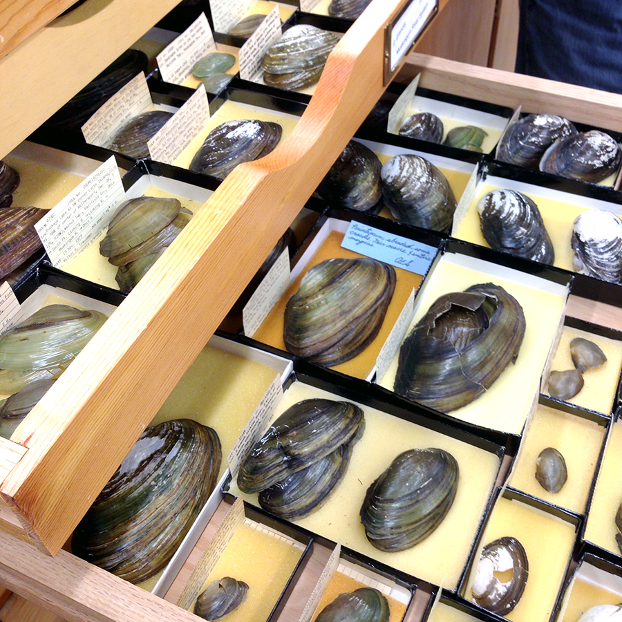 Mussel Clam Identification Chart at Maddison Pickworth blog Mussel Clam Identification Chart at Maddison Pickworth blog