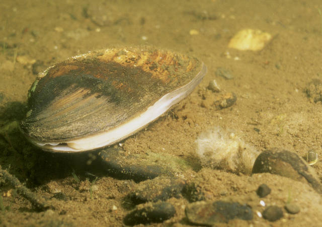 The silence of the clams. | Museum of Biological Diversity