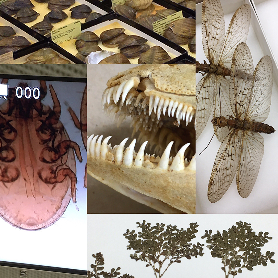 OSU Museum specimens highlighted in the news. | Museum of Biological ...