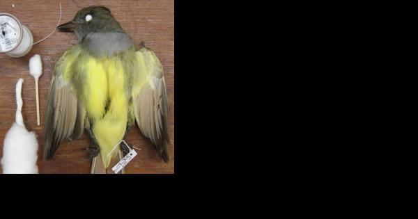 Bird Study Skin Preparation | Museum of Biological Diversity