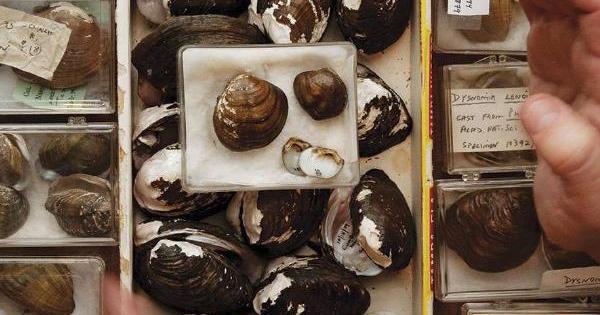Mussel research facility featured in New Scientist Magazine | Museum of ...