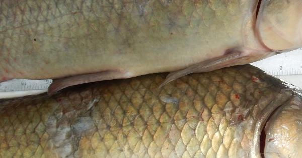 Monitoring the Muskingum river for invasive fish | Museum of Biological ...