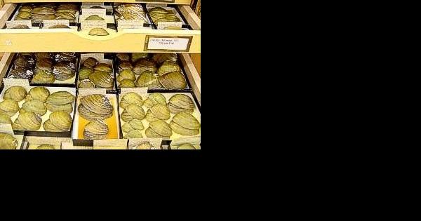 Freshwater Mussel Identification workshop | Museum of Biological Diversity