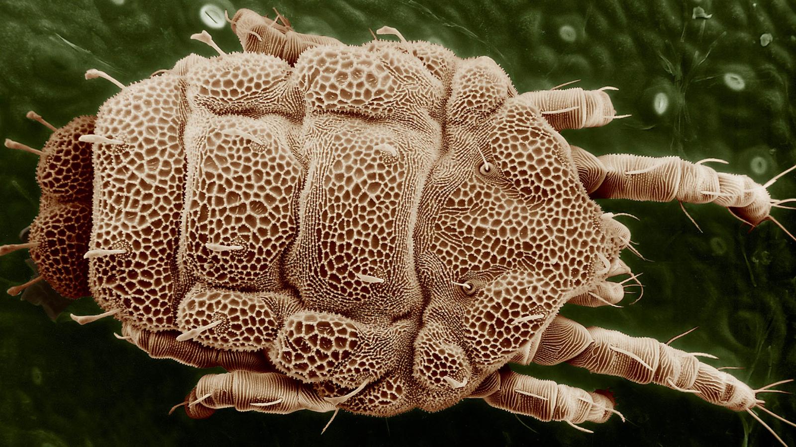 Collections | Museum of Biological Diversity